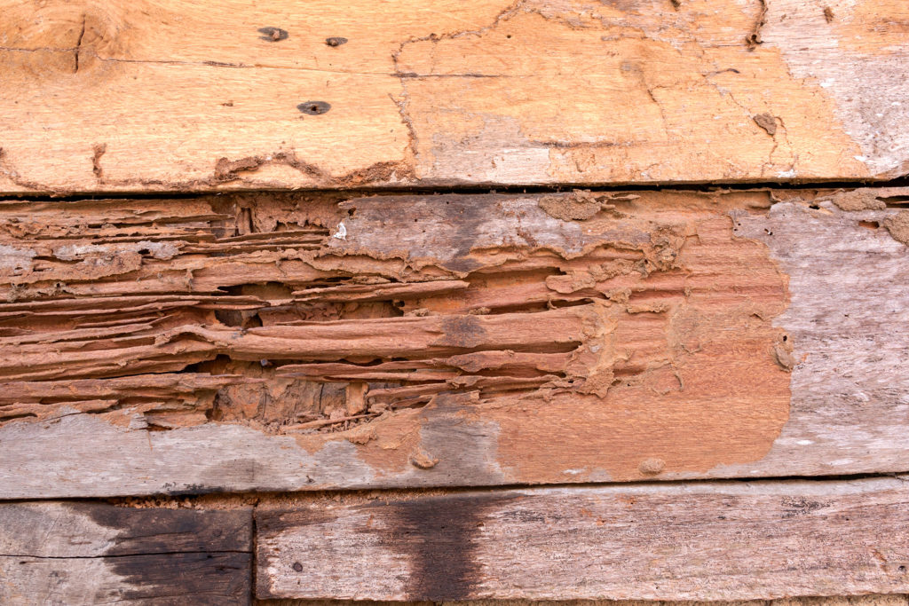 Find the Ideal Termite-Resistant Siding for Your Home’s Exterior